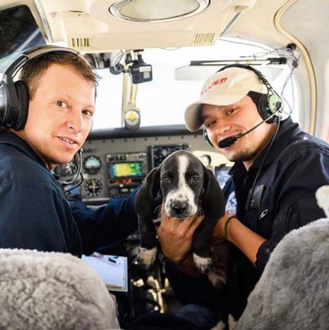 Pilots to the Rescue: When Pets Fly - The Tucson Dog