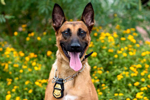 The Customs and Border Protection K9s: Diverse Training Saves Lives ...
