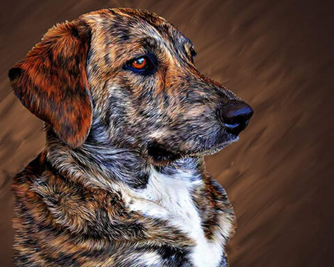 Celebration of Life: Sheesha; The Dog Who Saved My Life! - The Tucson Dog