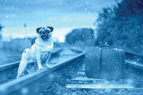 Scientists Believe Dogs Are Using Earth's North-South Magnetic Fields ...