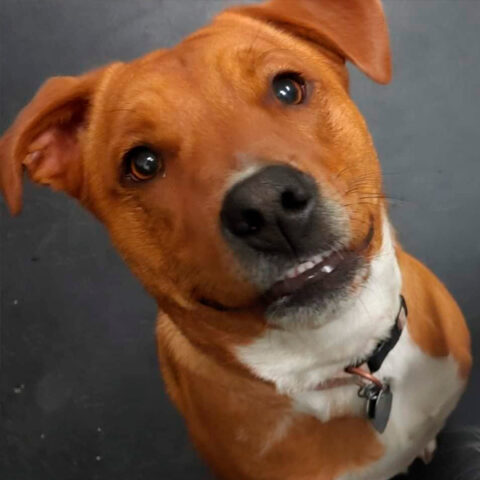 Sol Dog Lodge — Training Dogs and People for Life - The Tucson Dog