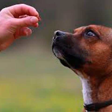 Things to Consider When Rescuing a Pet - The Tucson Dog