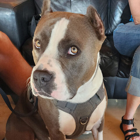 The Story of Nic and Bennett — Who rescued who? - The Tucson Dog
