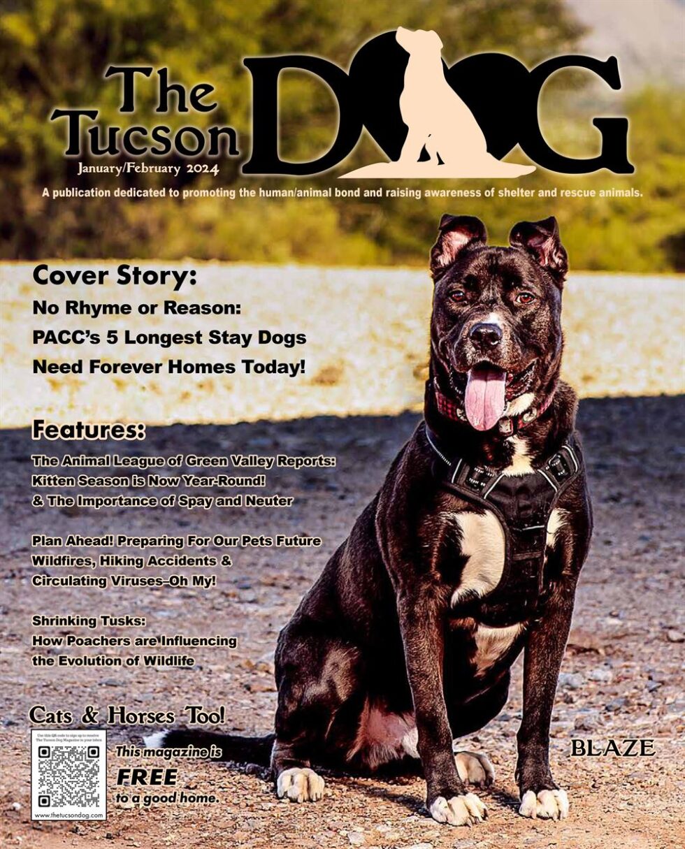 Homepage - The Tucson Dog
