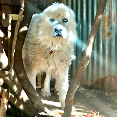Casper The American Farm Bureau’s “Farm Dog of the Year” - The Tucson Dog