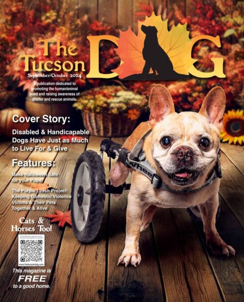 Homepage - The Tucson Dog